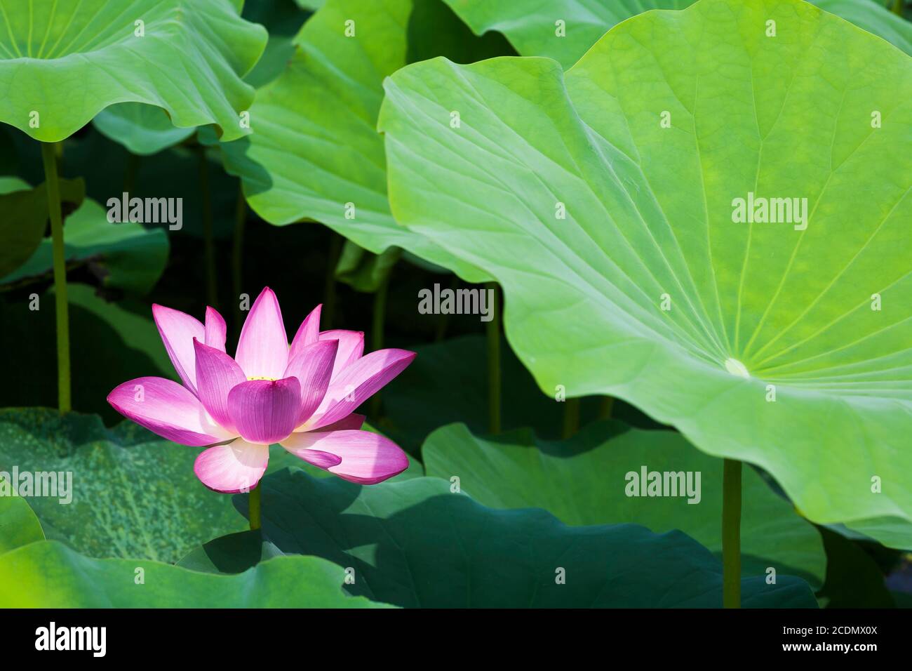 Beautiful lotus flower in the garden Stock Photo - Alamy