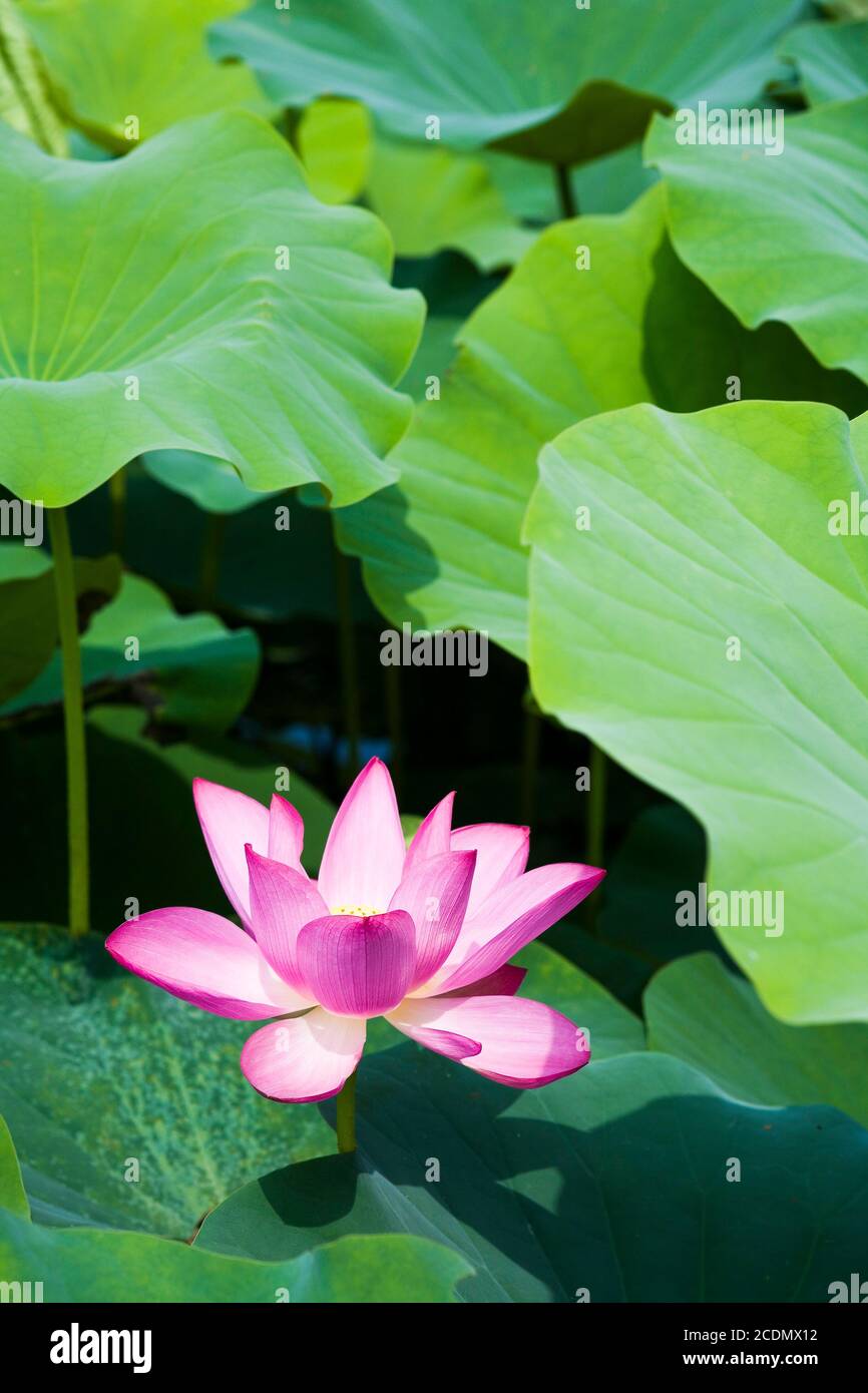 Beautiful lotus flower in the garden Stock Photo - Alamy