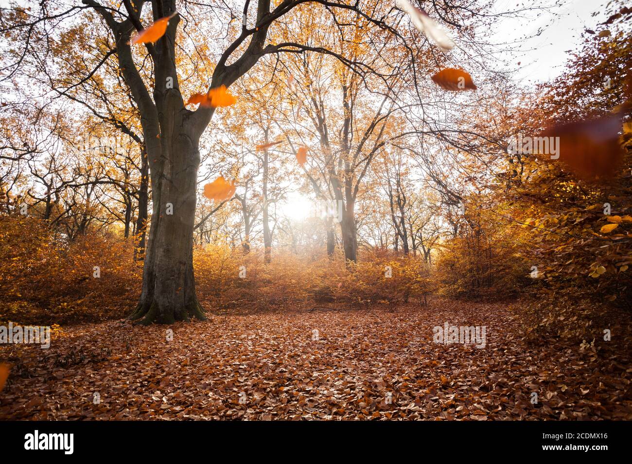 colorful foliage. deep light. falling leaves. winding paths. perfect ...