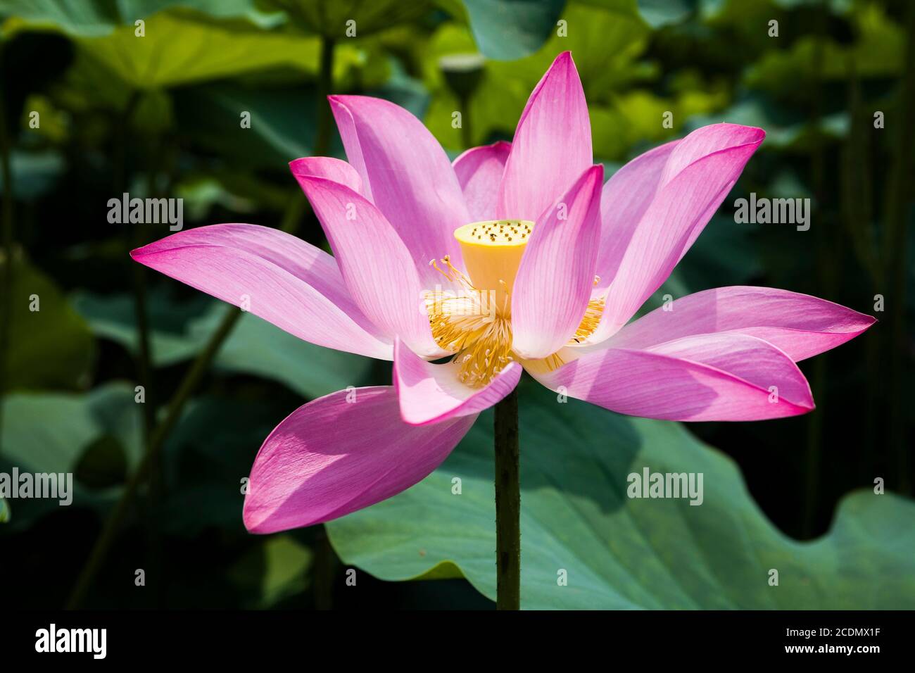 Beautiful lotus flower in the garden Stock Photo - Alamy