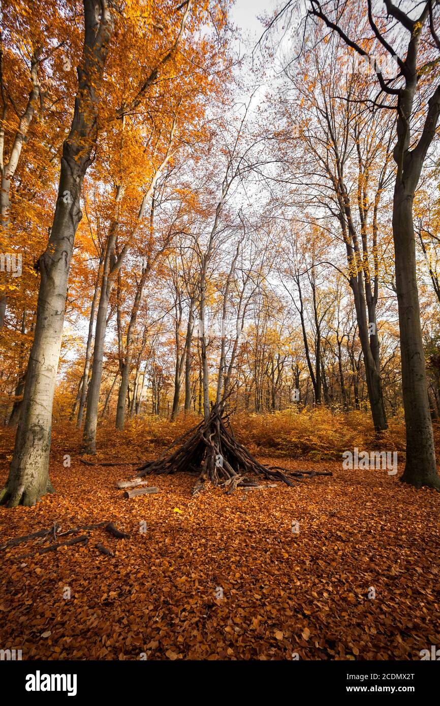 colorful foliage. deep light. falling leaves. winding paths. perfect ...
