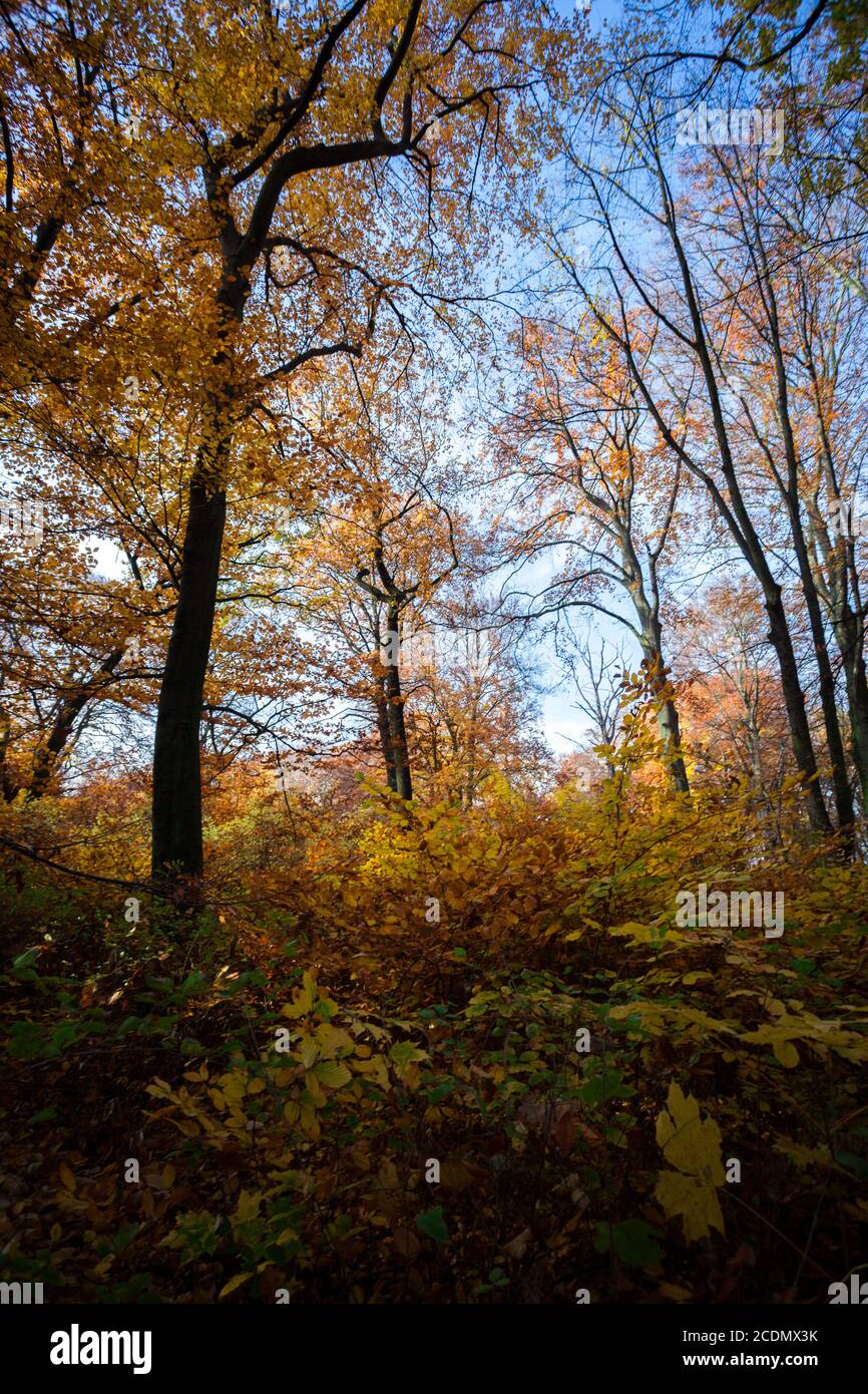 Colorfull Autumn in Germany Stock Photo - Alamy