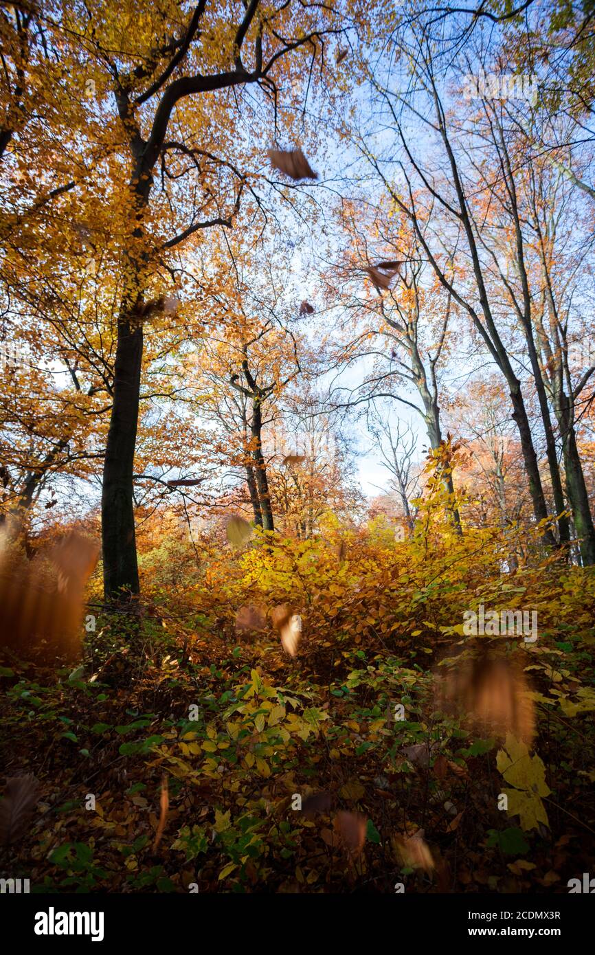 colorful foliage. deep light. falling leaves. winding paths. perfect ...