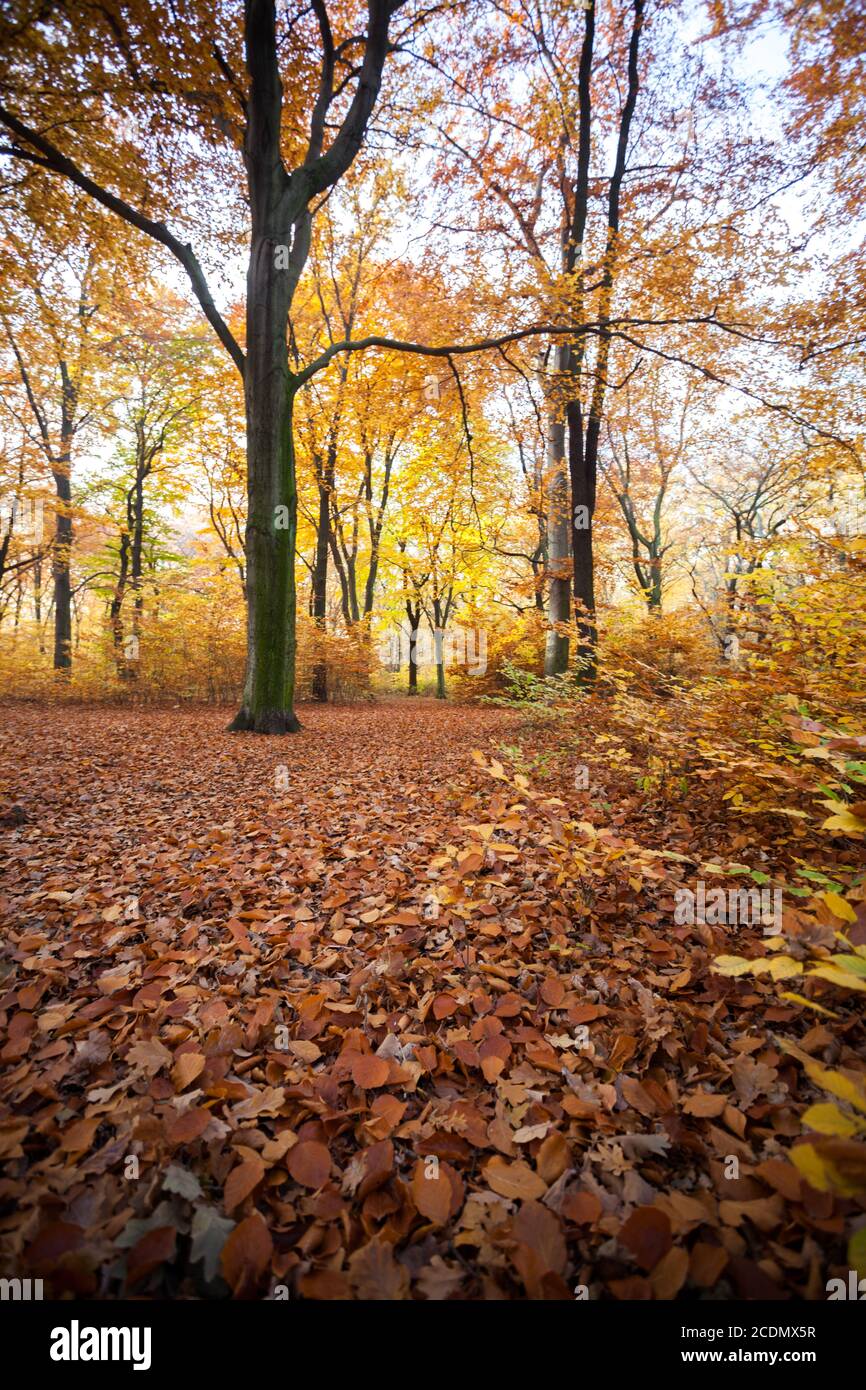 colorful foliage. deep light. falling leaves. winding paths. perfect ...