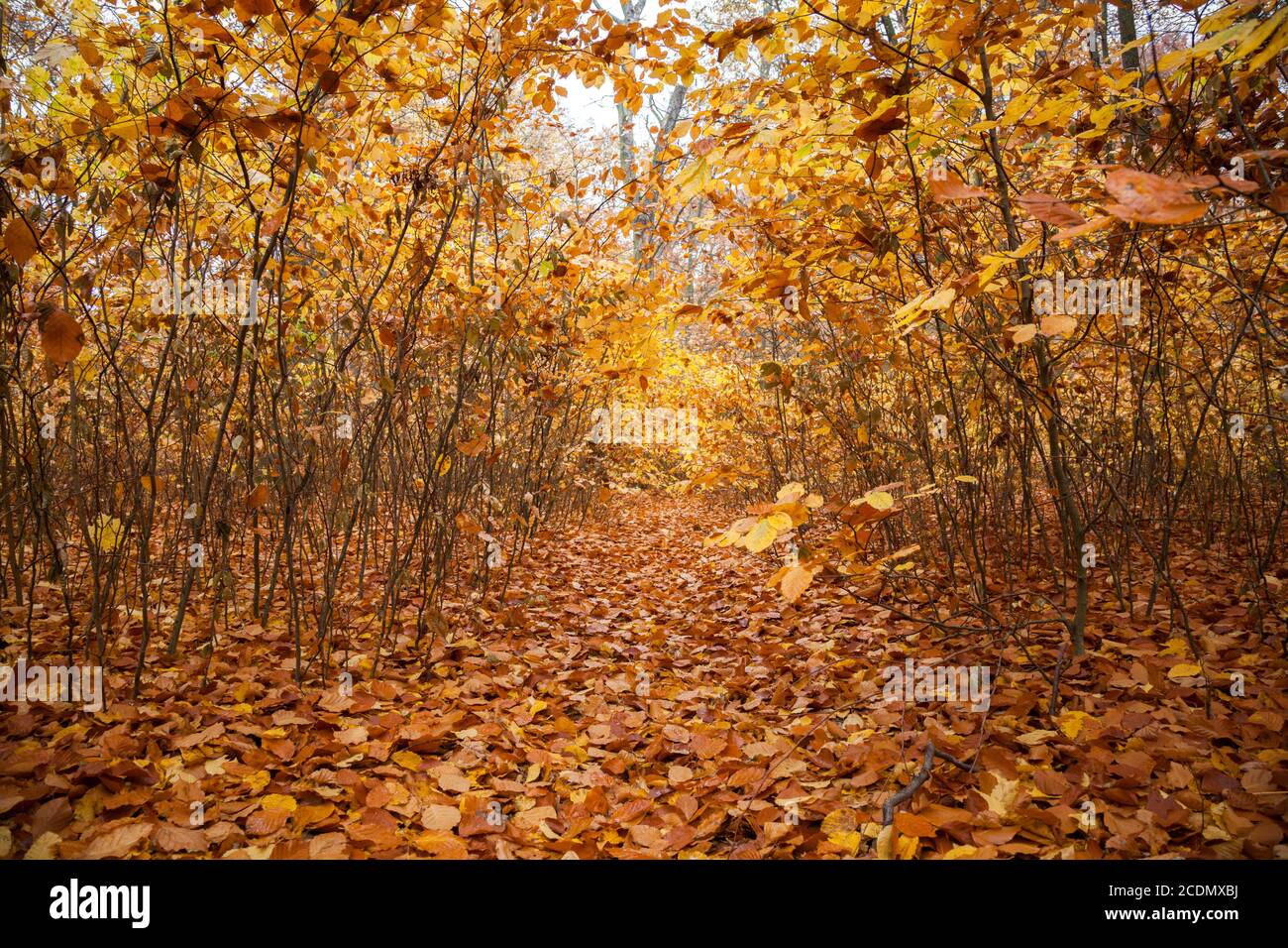 colorful foliage. deep light. falling leaves. winding paths. perfect ...
