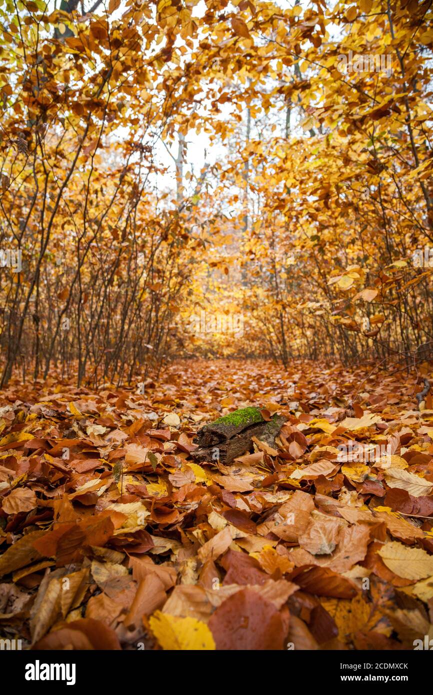 colorful foliage. deep light. falling leaves. winding paths. perfect ...