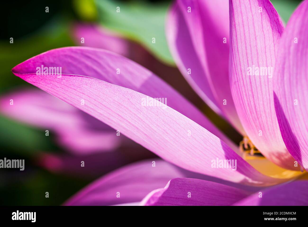 Beautiful lotus flower in the garden Stock Photo - Alamy