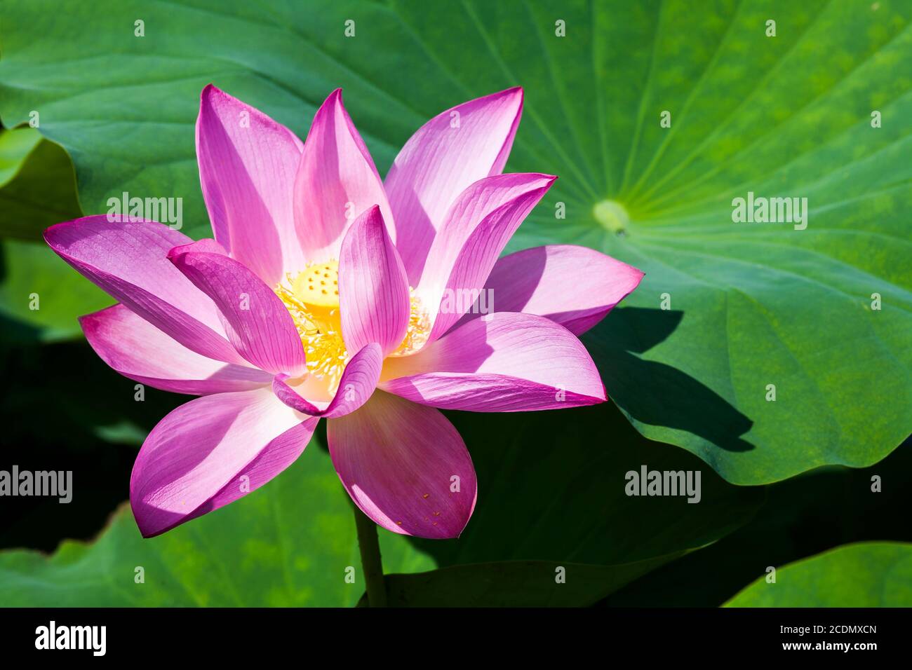 Beautiful lotus flower in the garden Stock Photo - Alamy