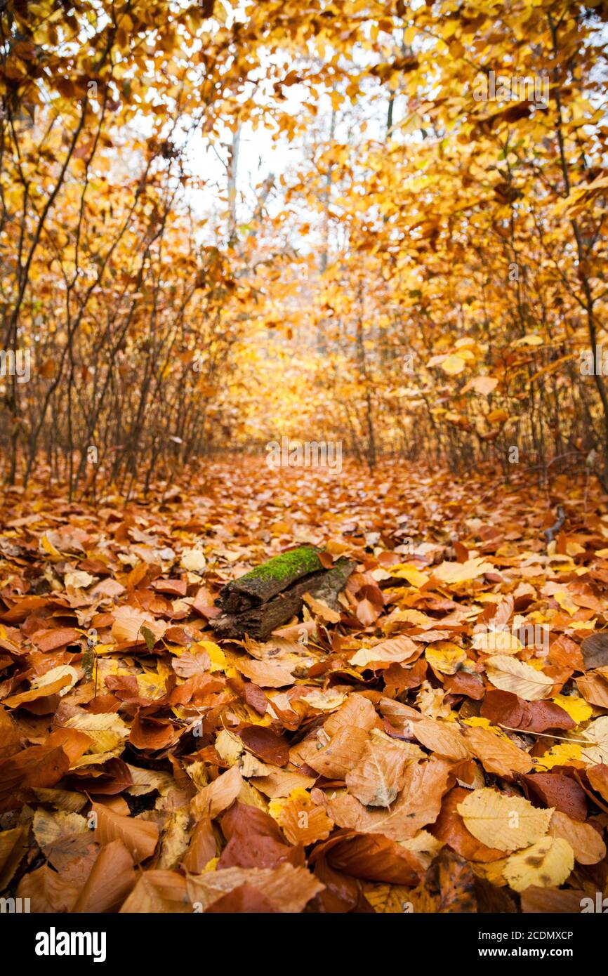 Colorfull Autumn in Germany Stock Photo - Alamy