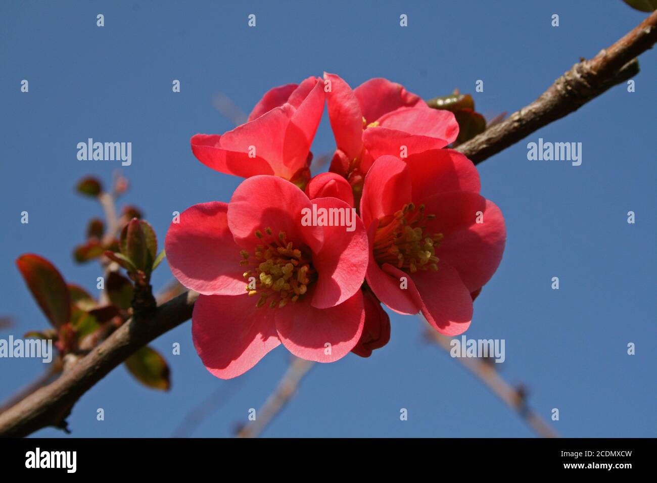 Ornamental quince hi-res stock photography and images - Alamy