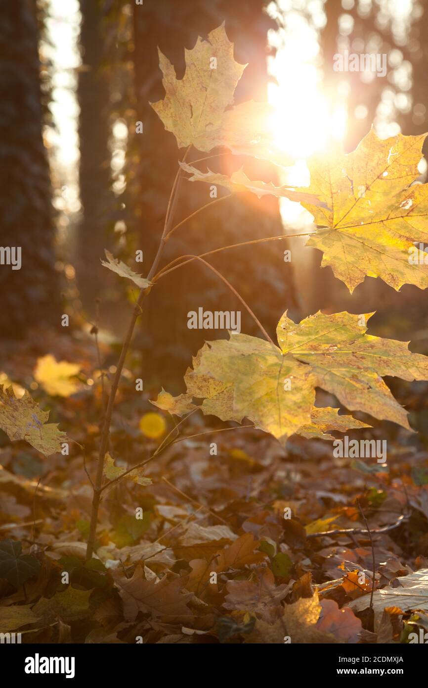 colorful foliage. deep light. falling leaves. winding paths. perfect ...