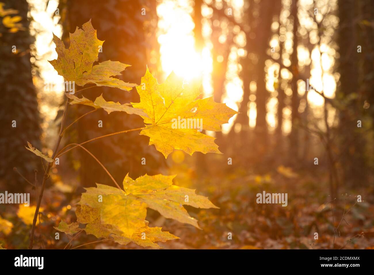 colorful foliage. deep light. falling leaves. winding paths. perfect ...