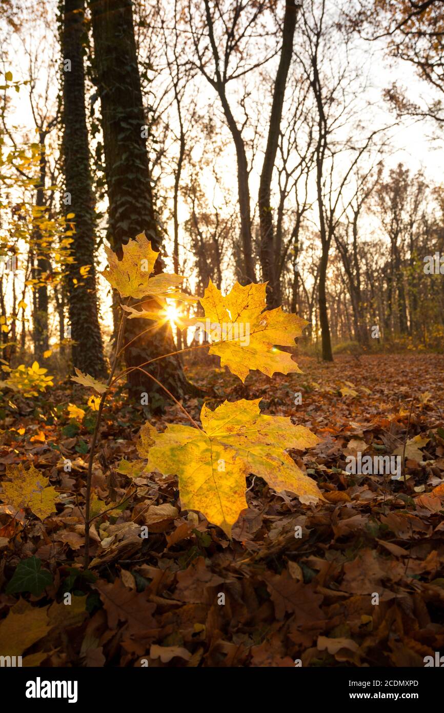 colorful foliage. deep light. falling leaves. winding paths. perfect ...