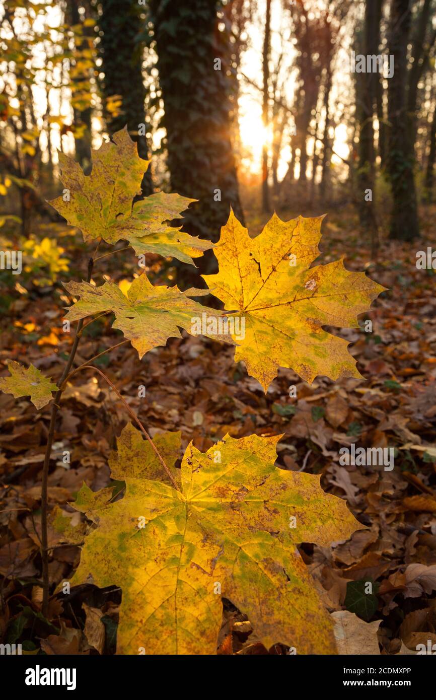 colorful foliage. deep light. falling leaves. winding paths. perfect ...