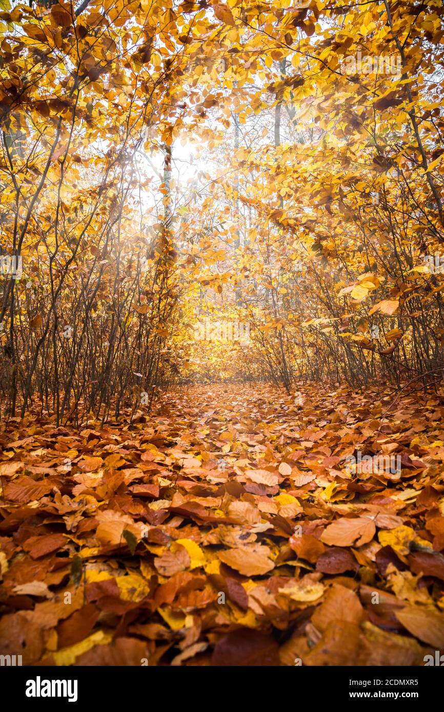 colorful foliage. deep light. falling leaves. winding paths. perfect ...
