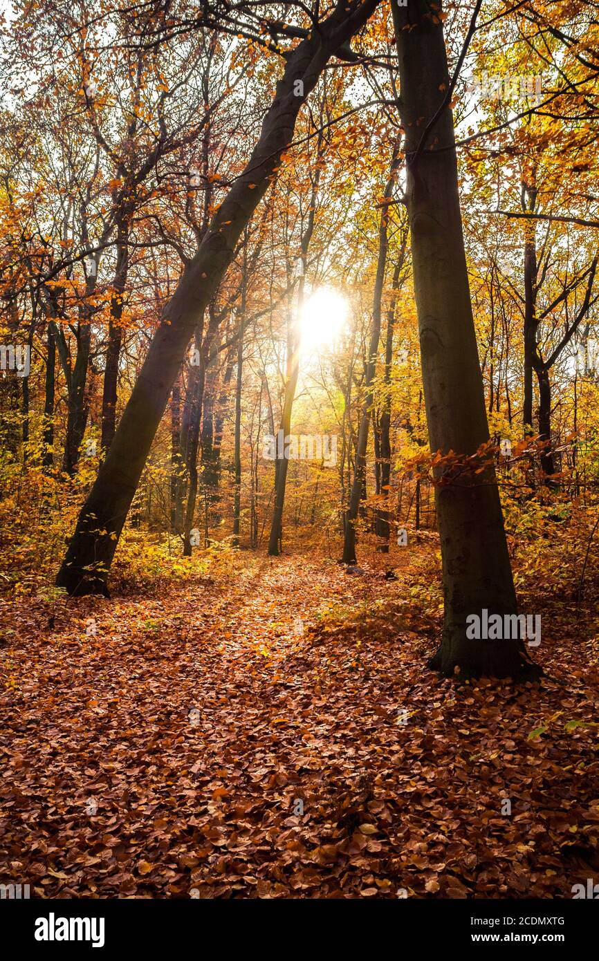 colorful foliage. deep light. falling leaves. winding paths. perfect ...