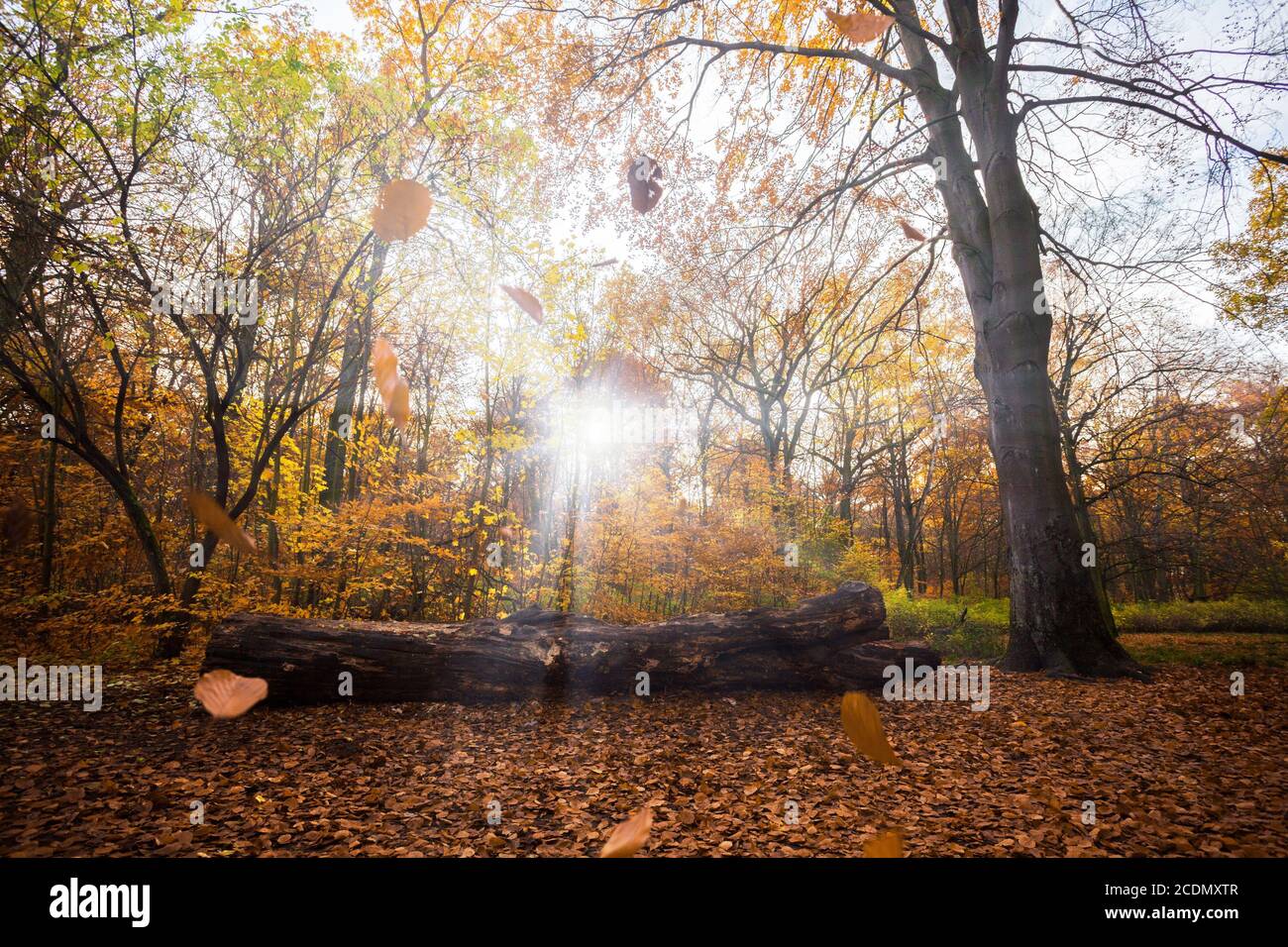 colorful foliage. deep light. falling leaves. winding paths. perfect ...