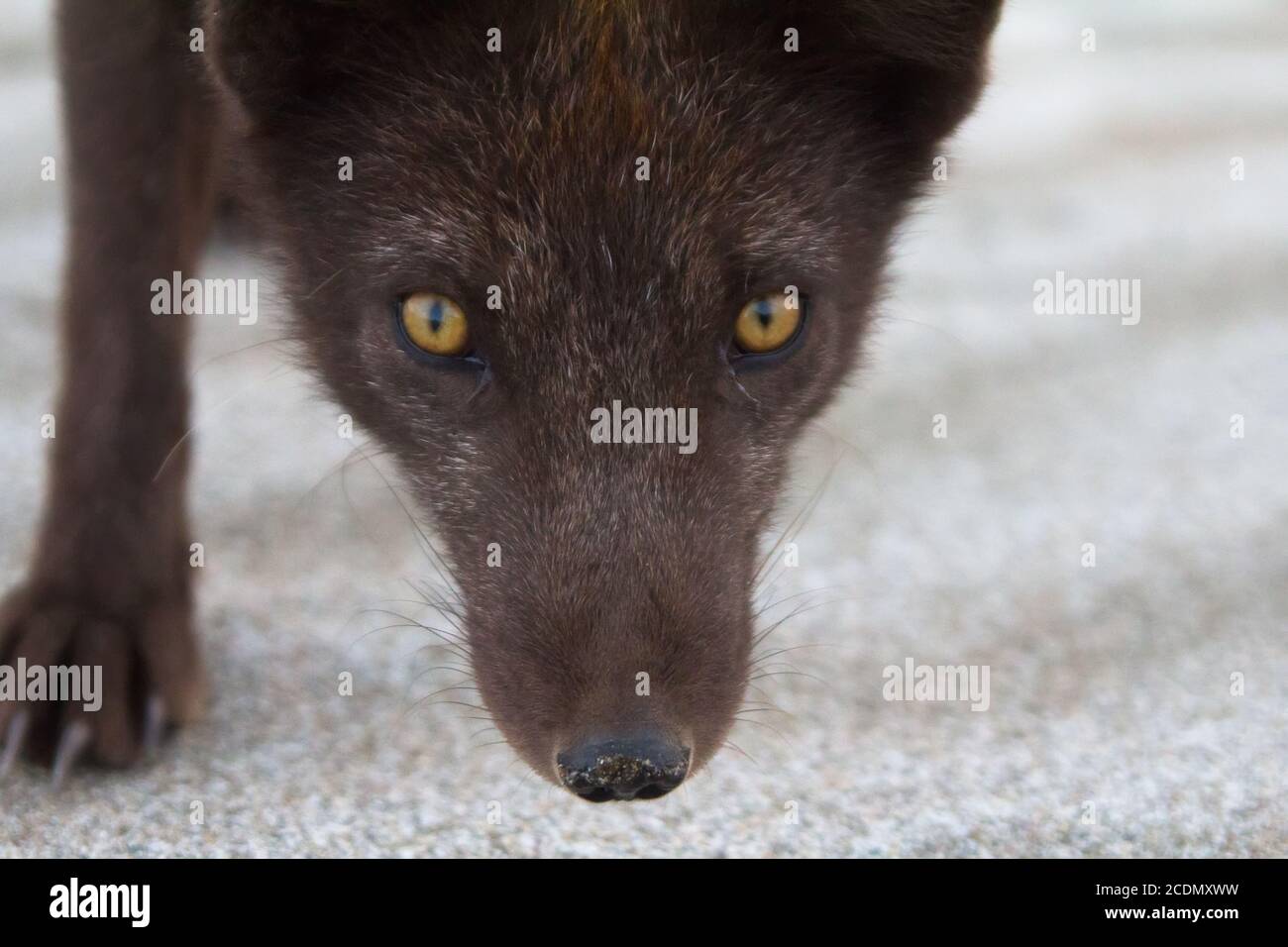 Predatory teeth hi-res stock photography and images - Alamy