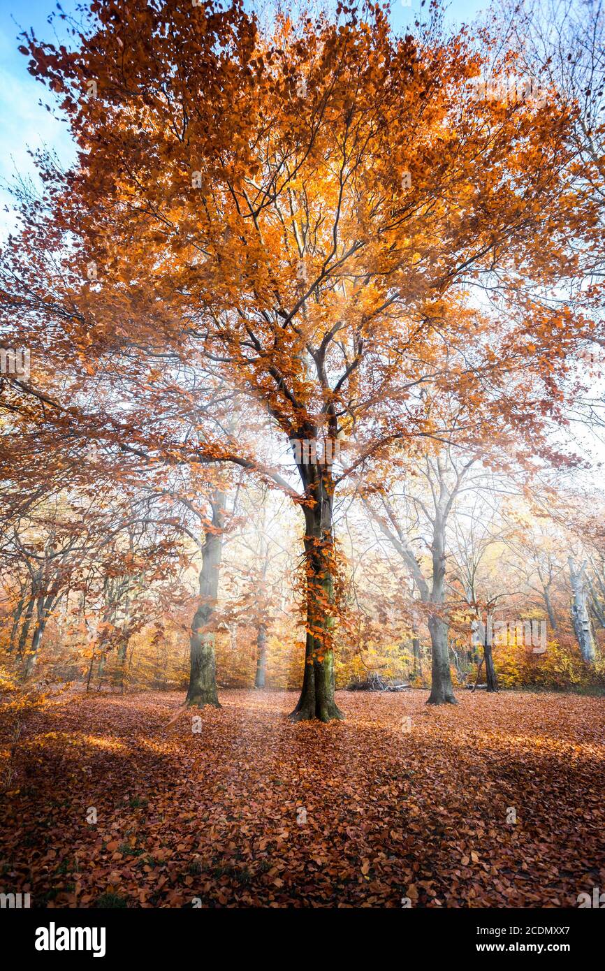 colorful foliage. deep light. falling leaves. winding paths. perfect ...