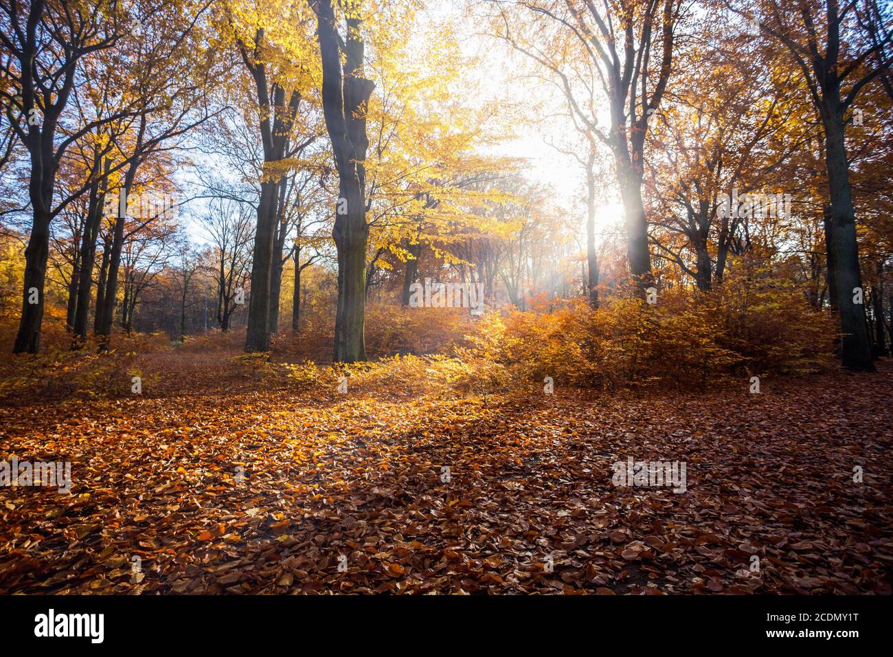 colorful foliage. deep light. falling leaves. winding paths. perfect ...