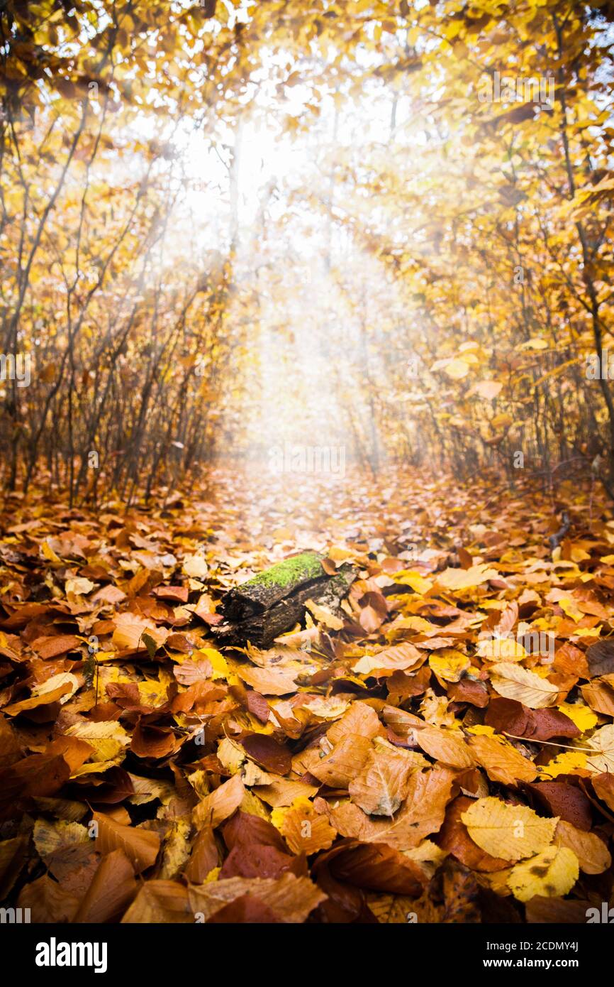 colorful foliage. deep light. falling leaves. winding paths. perfect ...