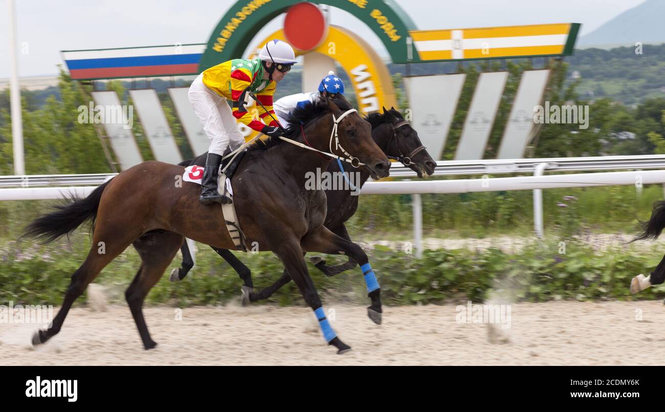 Image of racing horse head hi-res stock photography and images - Alamy