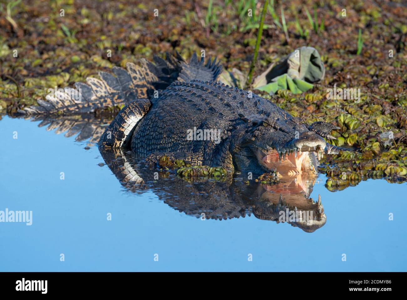 Australia crocodile teeth mouth hi-res stock photography and images - Alamy