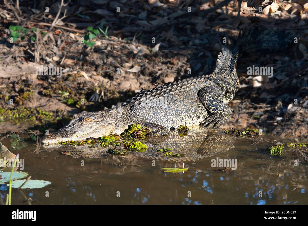 Crocodile side view hi-res stock photography and images - Alamy