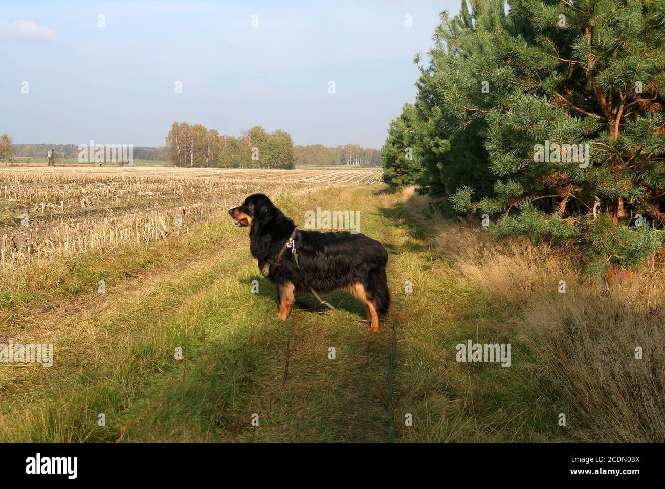 dog with long line and hunting instinct Stock Photo - Alamy