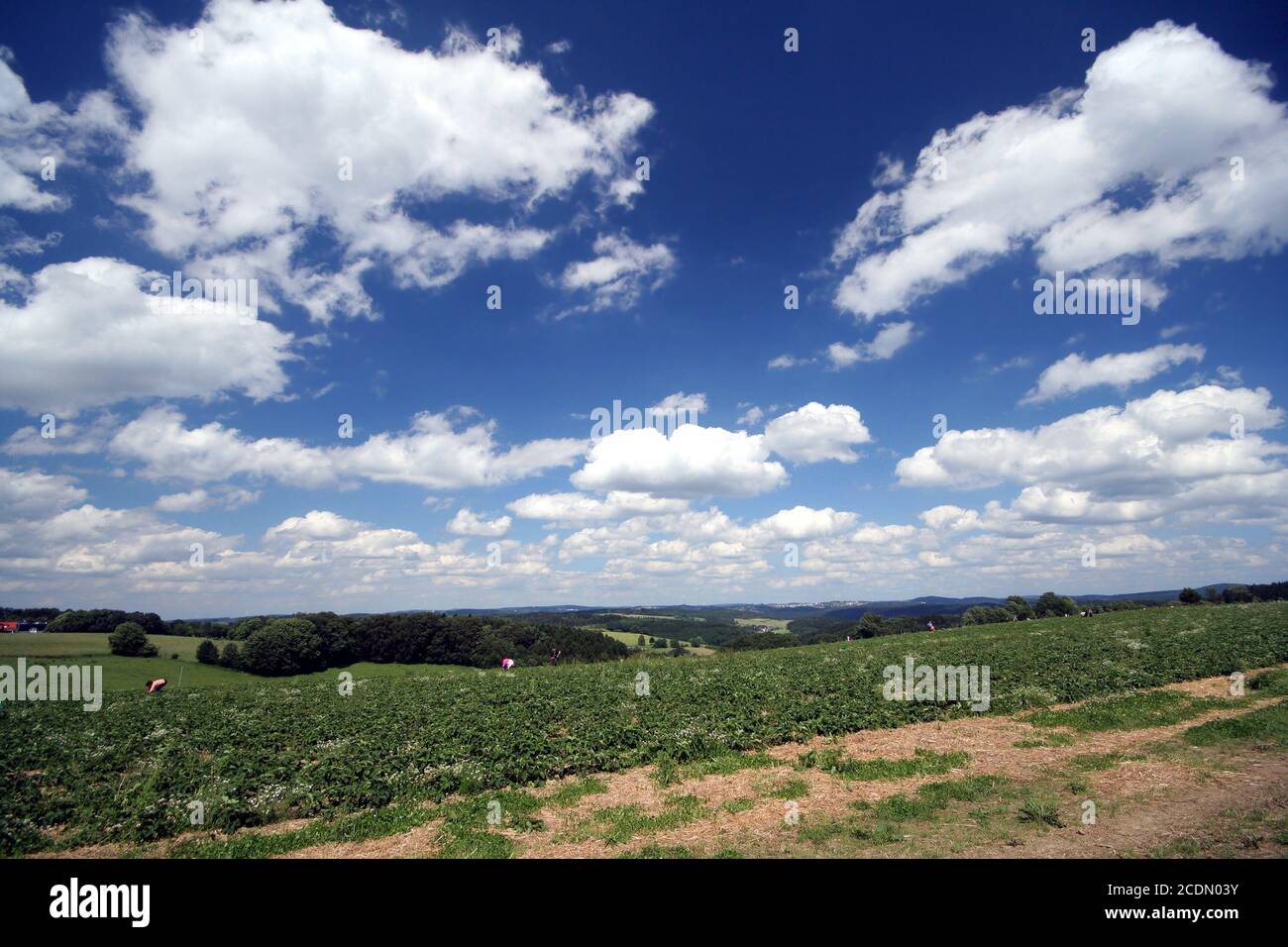 Field picker hi-res stock photography and images - Alamy