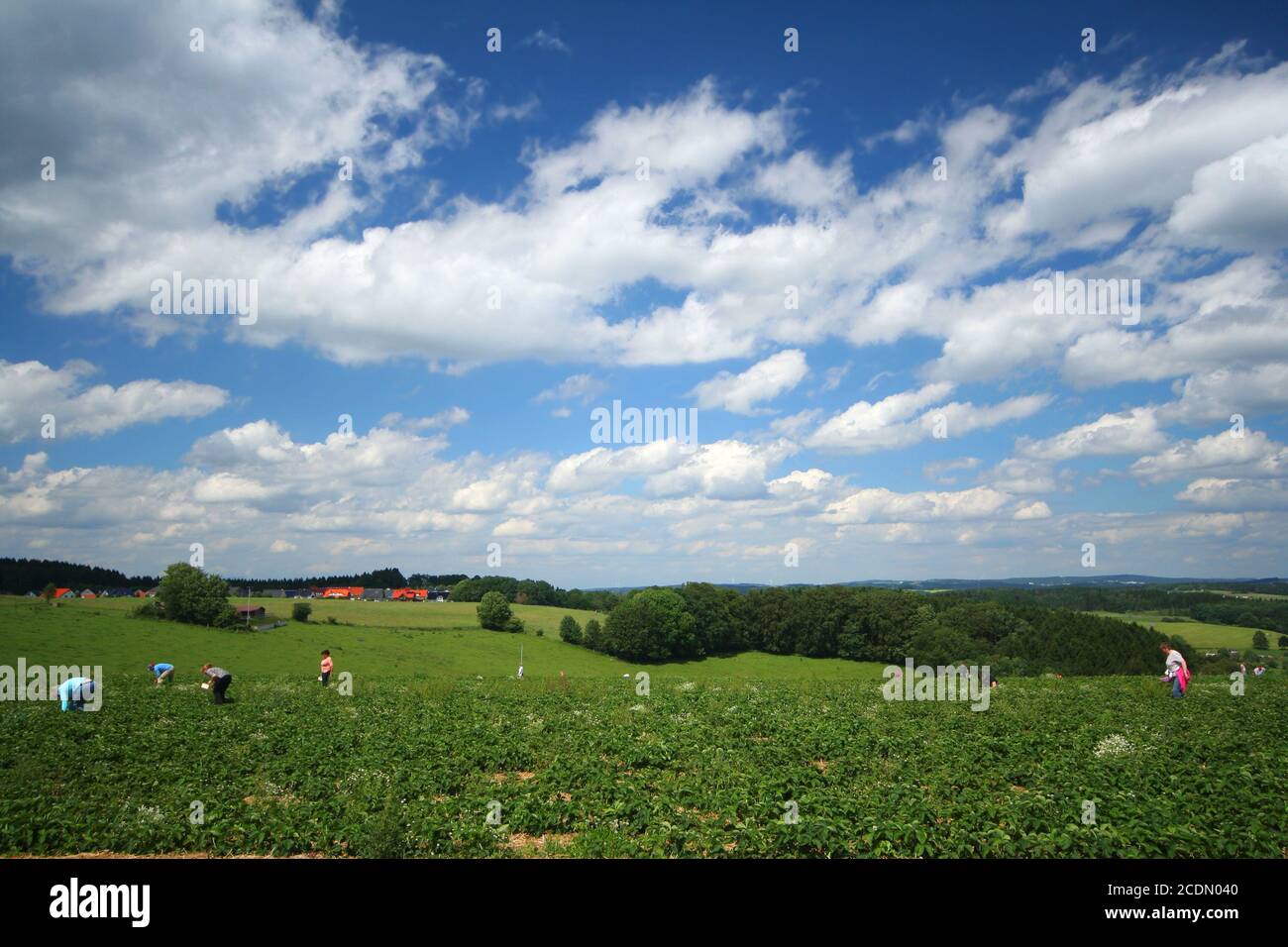Field picker hi-res stock photography and images - Alamy