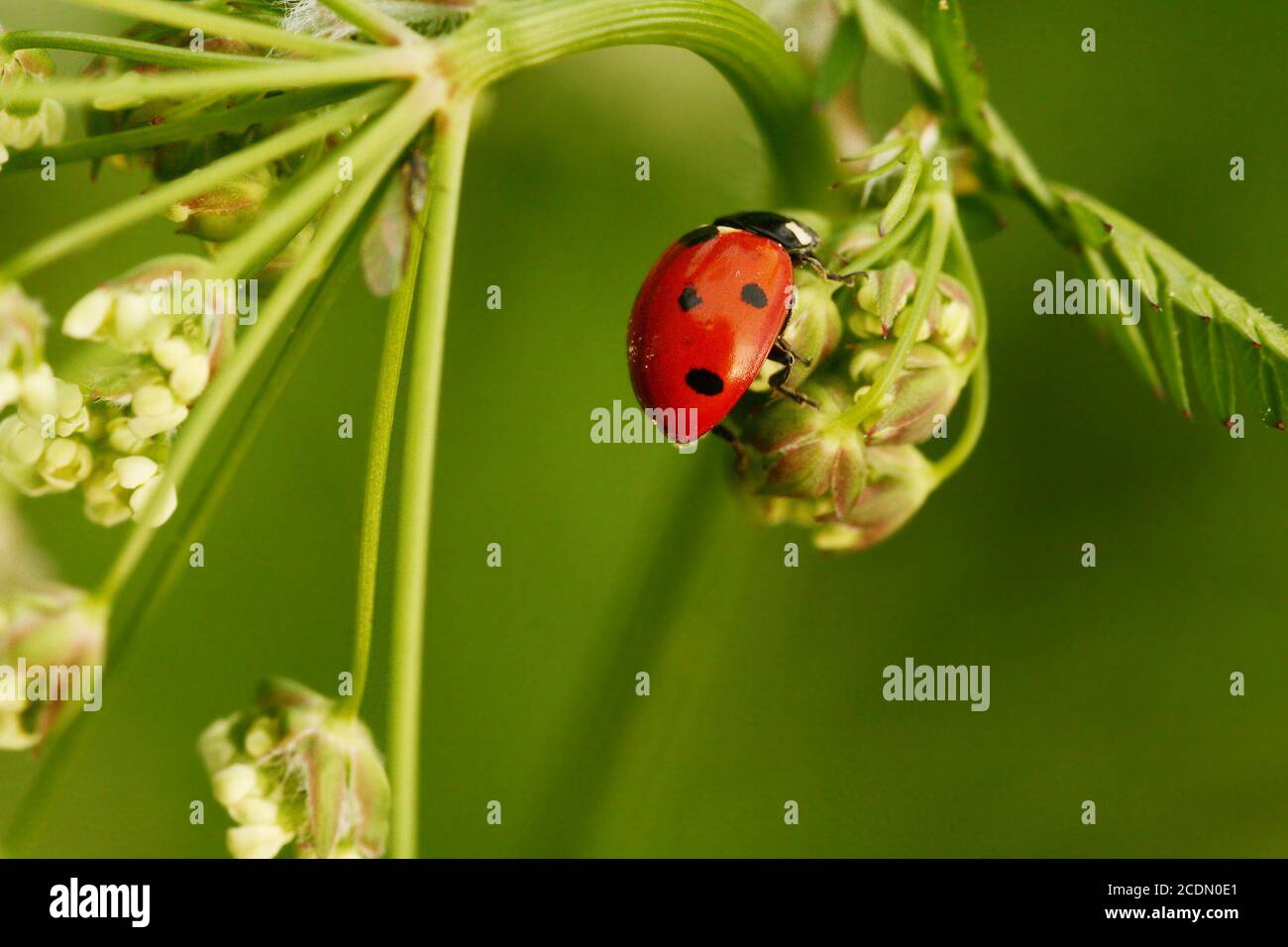 Seven point ladybug hi-res stock photography and images - Alamy