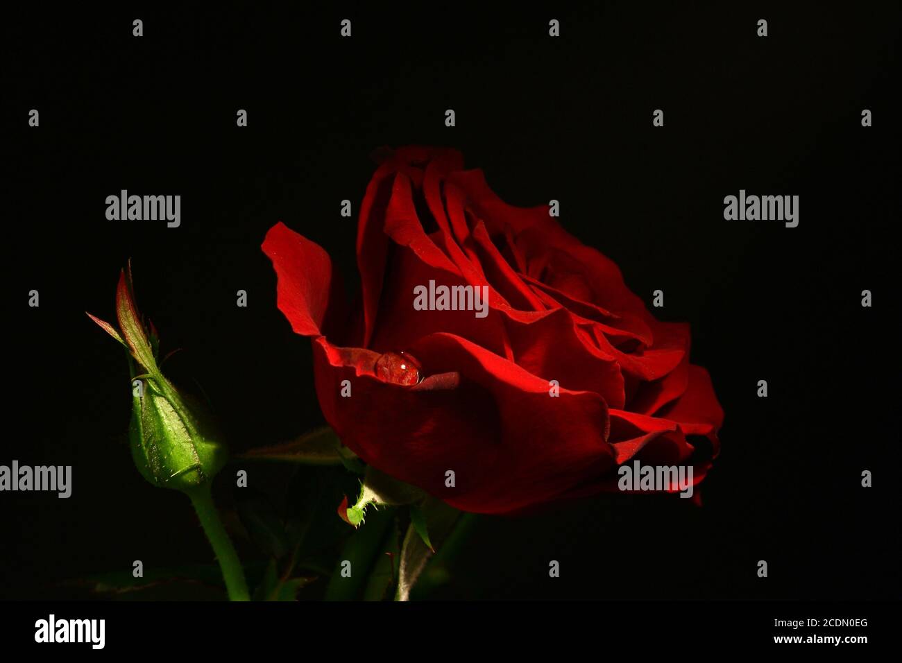 red rose with drop Stock Photo - Alamy
