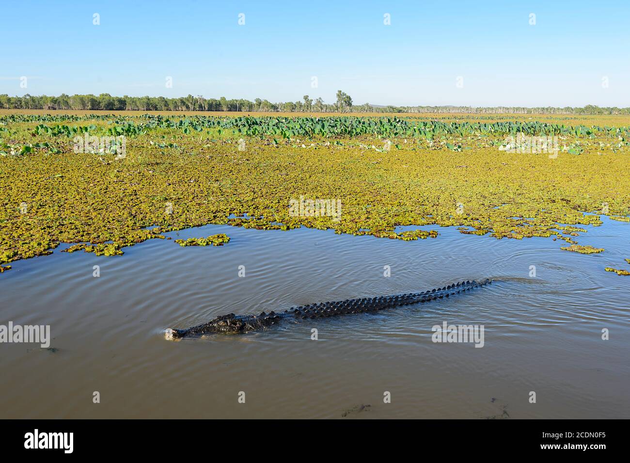 Saltwater Crocodile (Crocodylus porosus) swimming in wetlands, Yellow ...