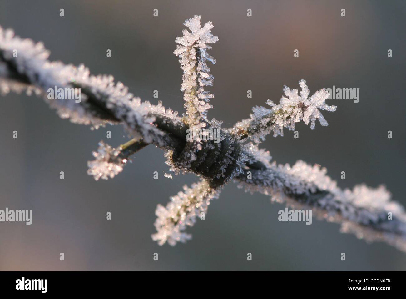 Frozen wire hi-res stock photography and images - Alamy