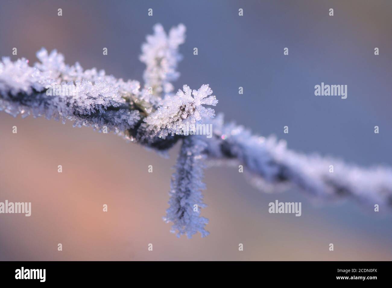 frozen barbed wire Stock Photo - Alamy