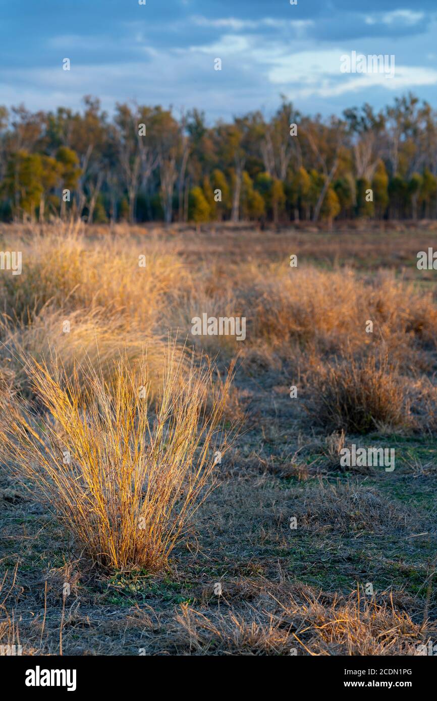 Tufts of grass growing on shoreline of Lake Murphy, Taroom, Queensland ...