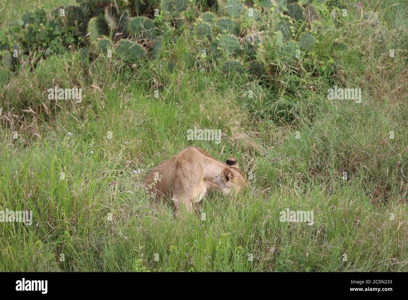 Lioness on the hunt, stalking prey in the grassland during safari trip ...