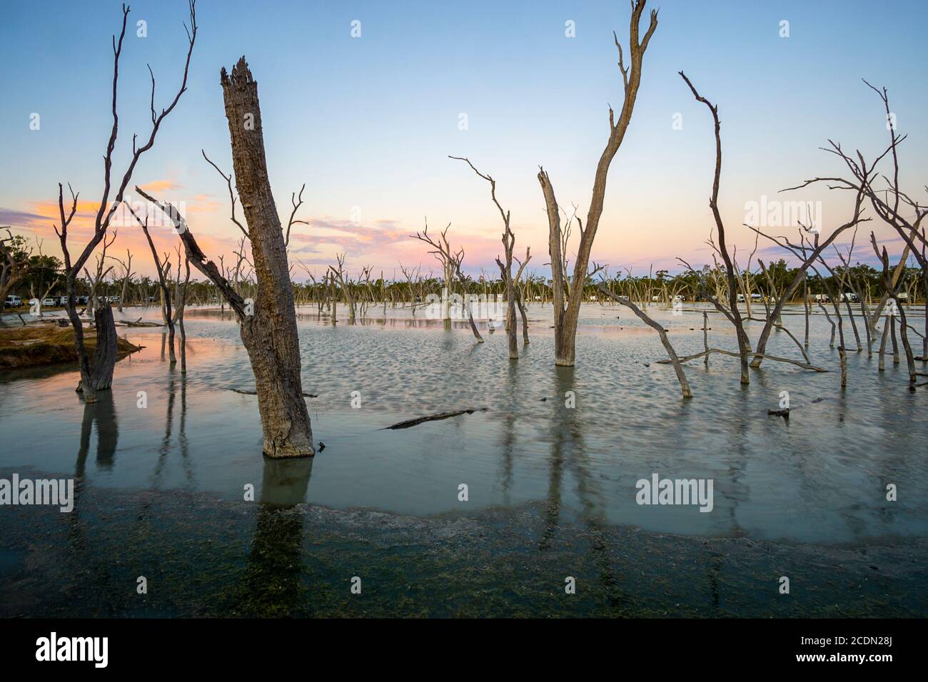 Dead trees in Lara Wetlands, Barcaldine Queensland Australia Stock ...