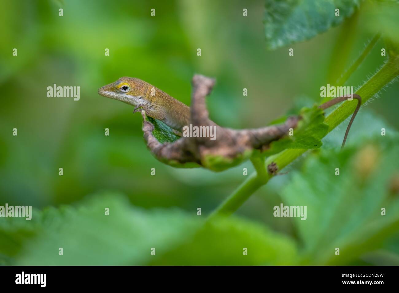 A young skeptical Carolina anole or green anole rests on a leaf ...