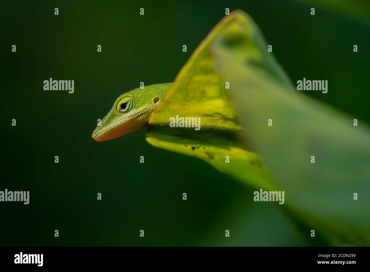 North american chameleon hi-res stock photography and images - Alamy