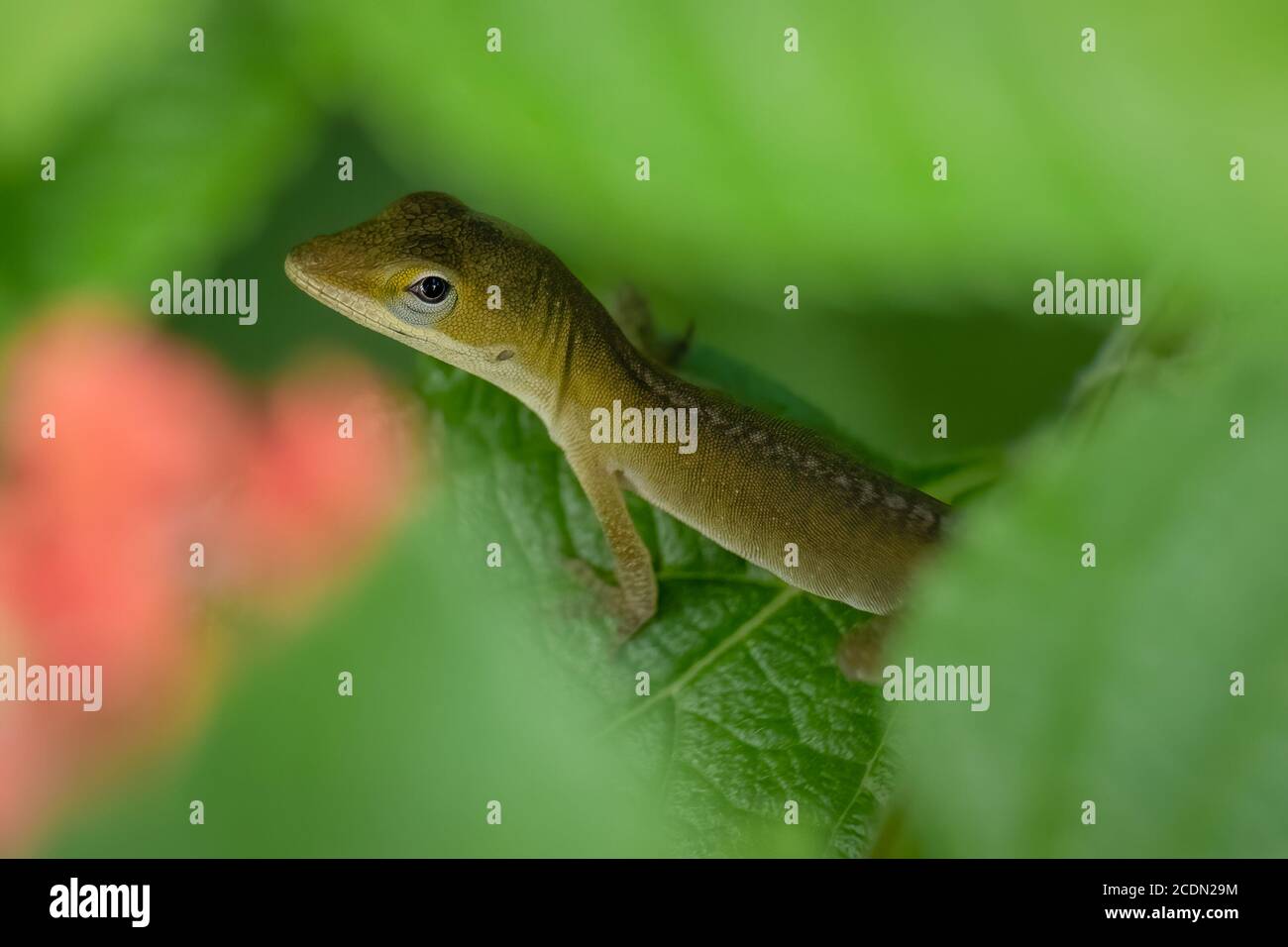 A juvenile Carolina anole or green anole pauses to look up. Raleigh ...