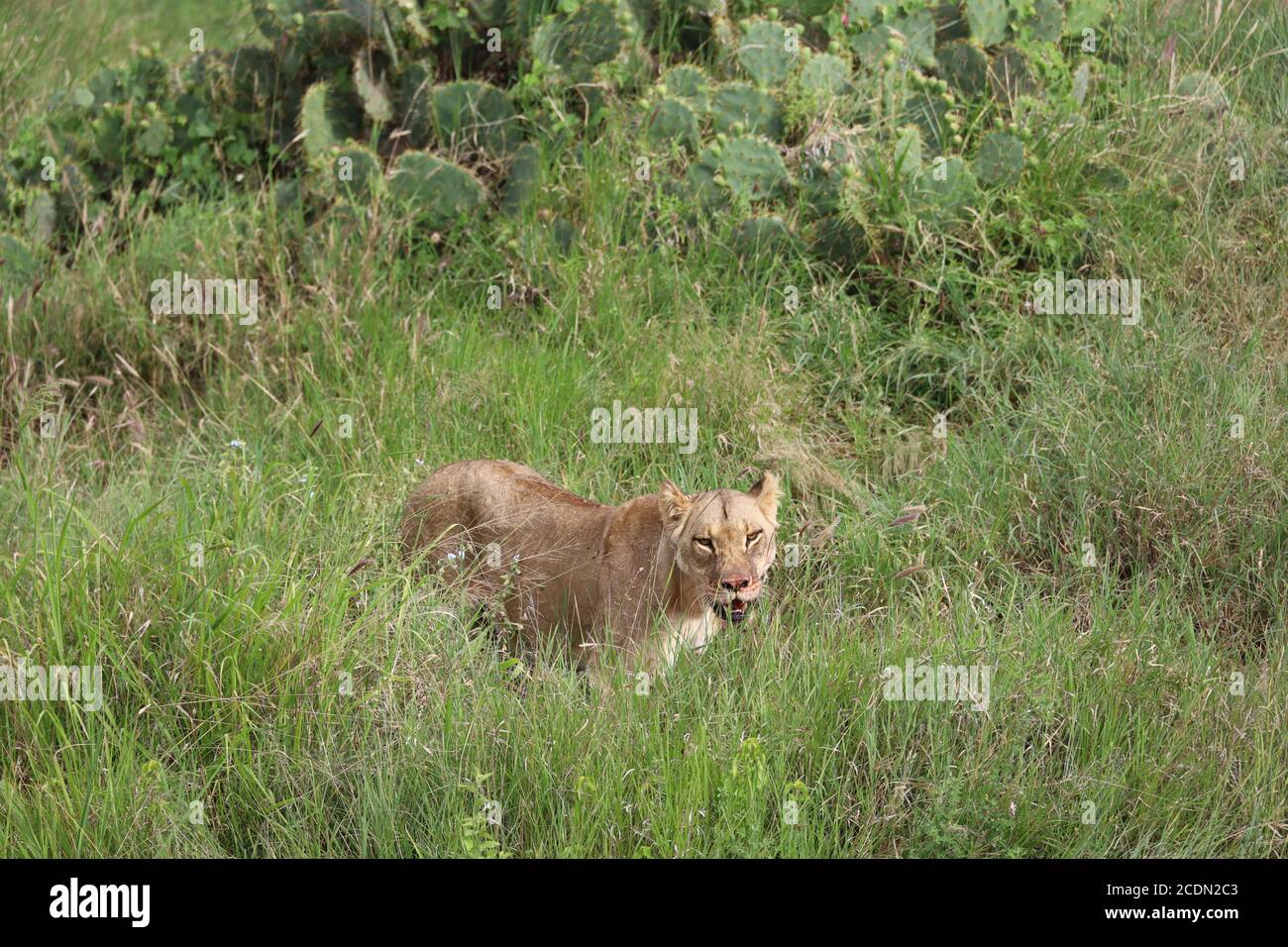 Lioness on the hunt, stalking prey in the grassland during safari trip ...