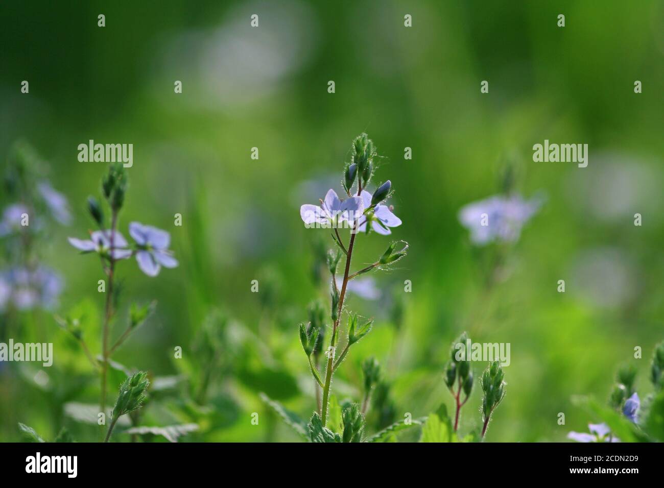 Veronica persian hi-res stock photography and images - Alamy