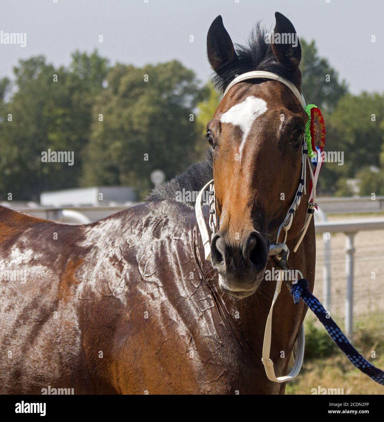 Winner leather hi-res stock photography and images - Alamy