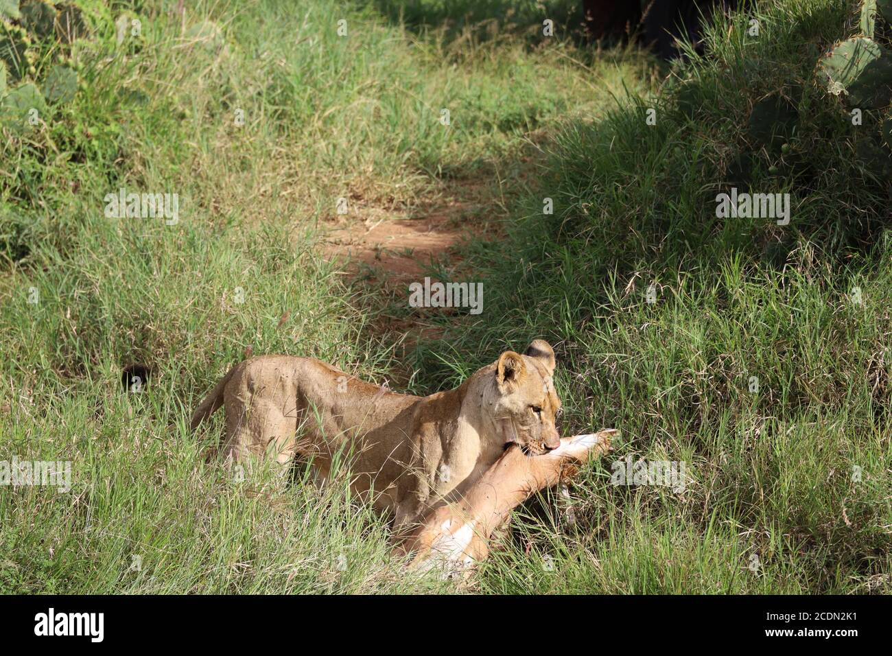 Lioness on the hunt, stalking prey in the grassland during safari trip ...