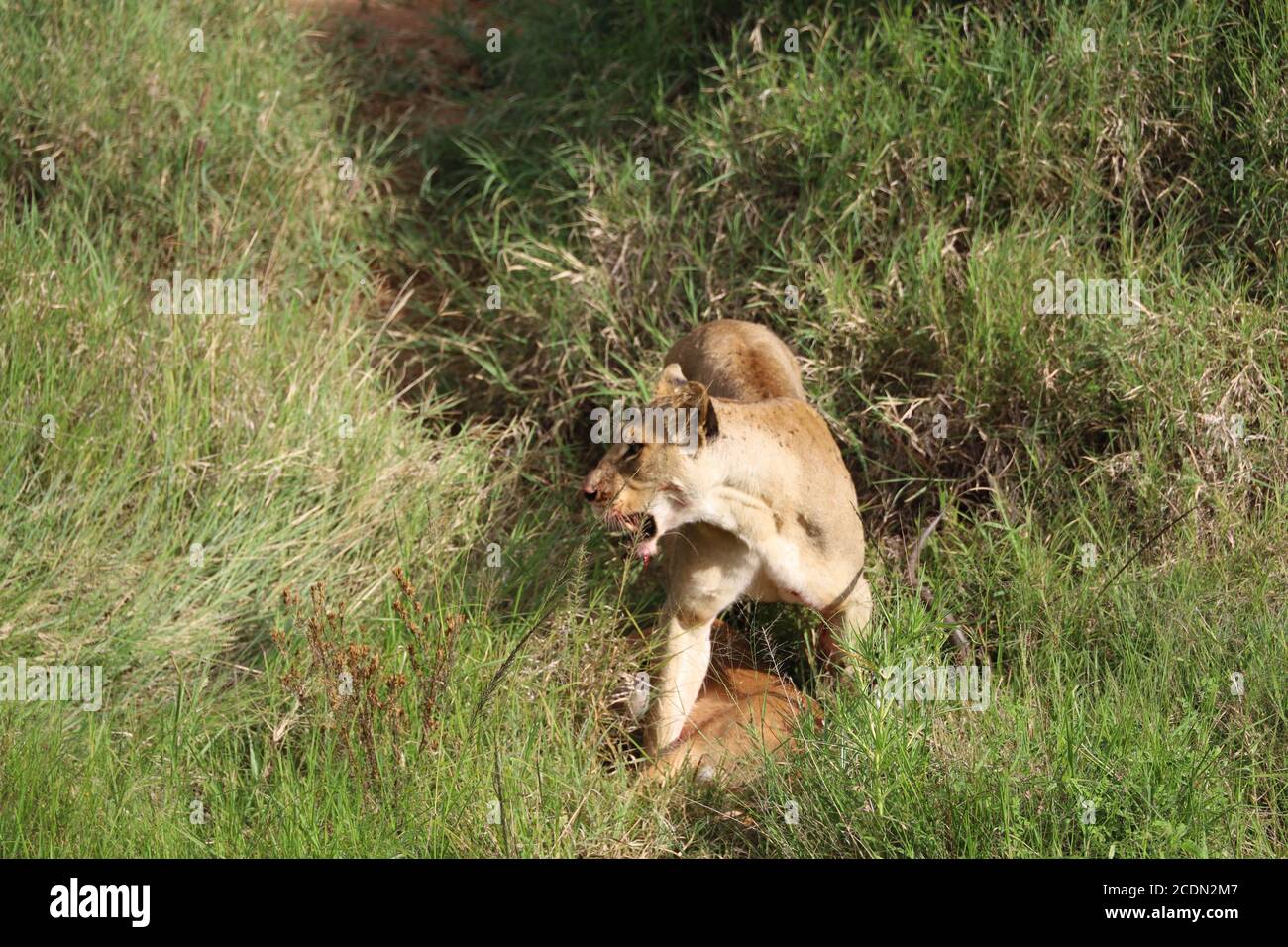 Lioness on the hunt, stalking prey in the grassland during safari trip ...