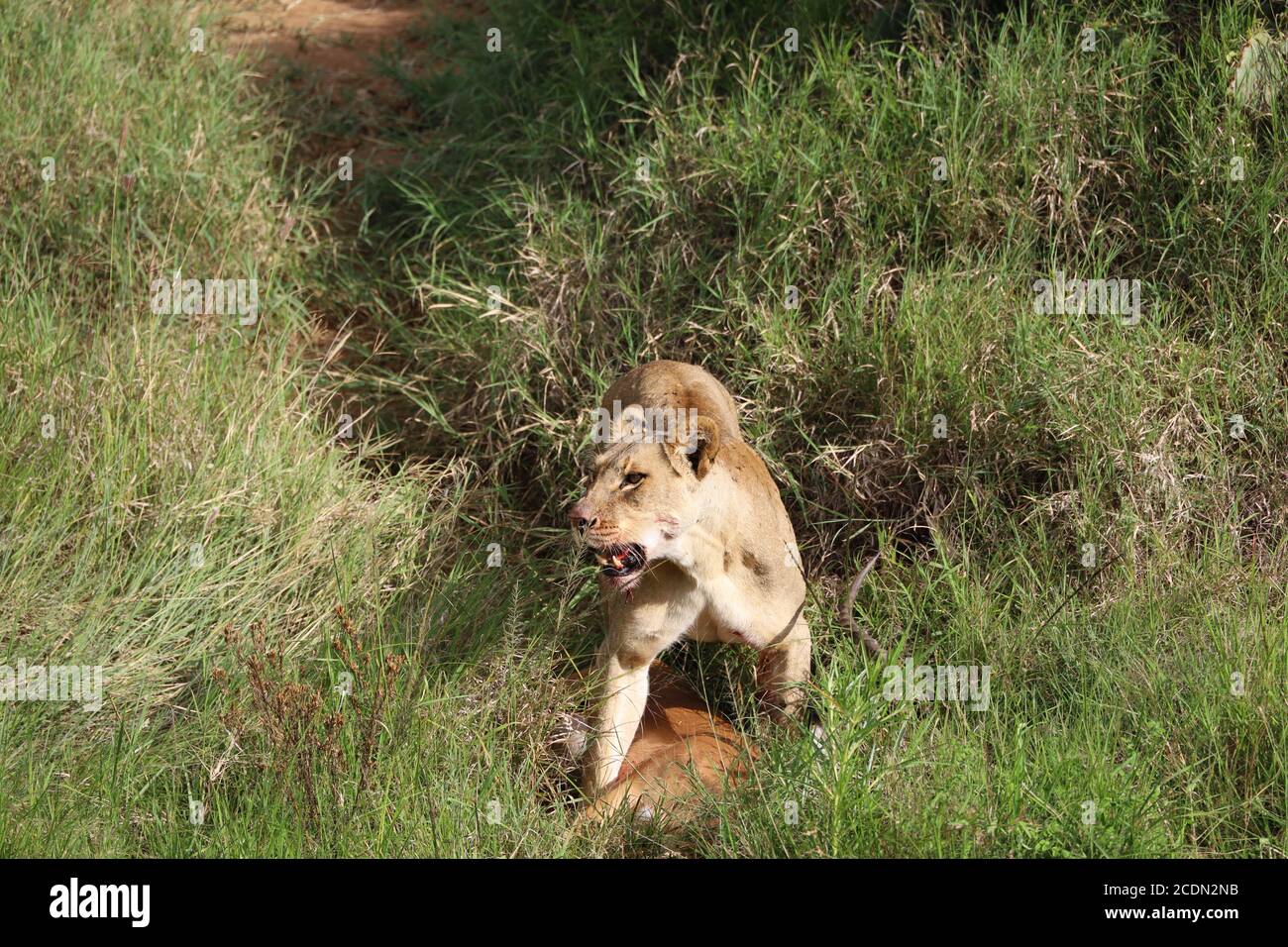 Lioness on the hunt, stalking prey in the grassland during safari trip ...