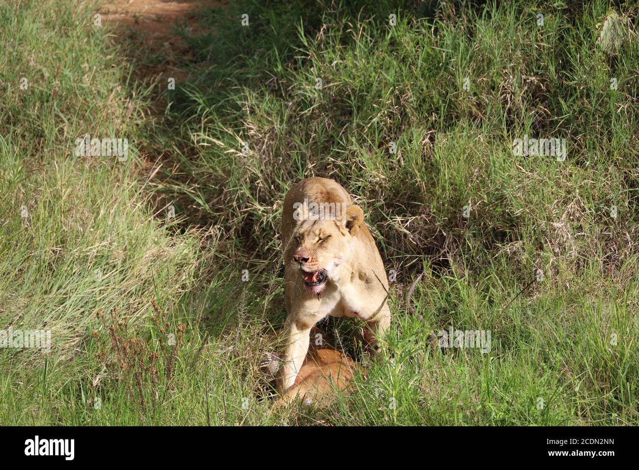 Lioness on the hunt, stalking prey in the grassland during safari trip ...