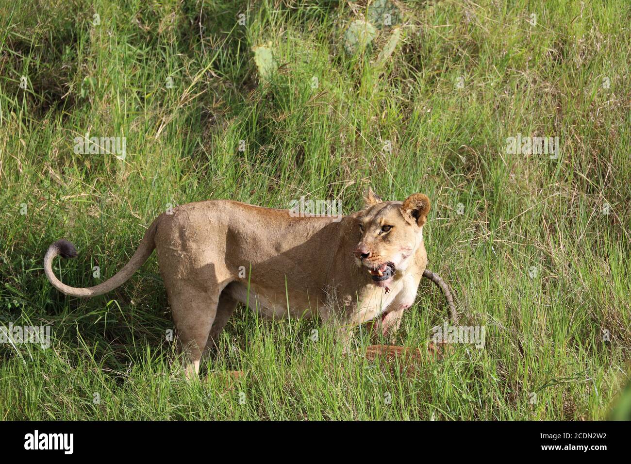 Lioness on the hunt, stalking prey in the grassland during safari trip ...